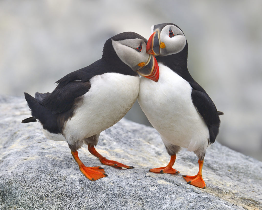 Atlantic Puffins - 'The Parrots of the Sea' | One Ocean Expeditions