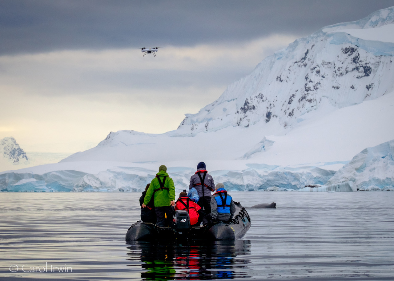 Whale Research in Antarctica - One Ocean Expeditions