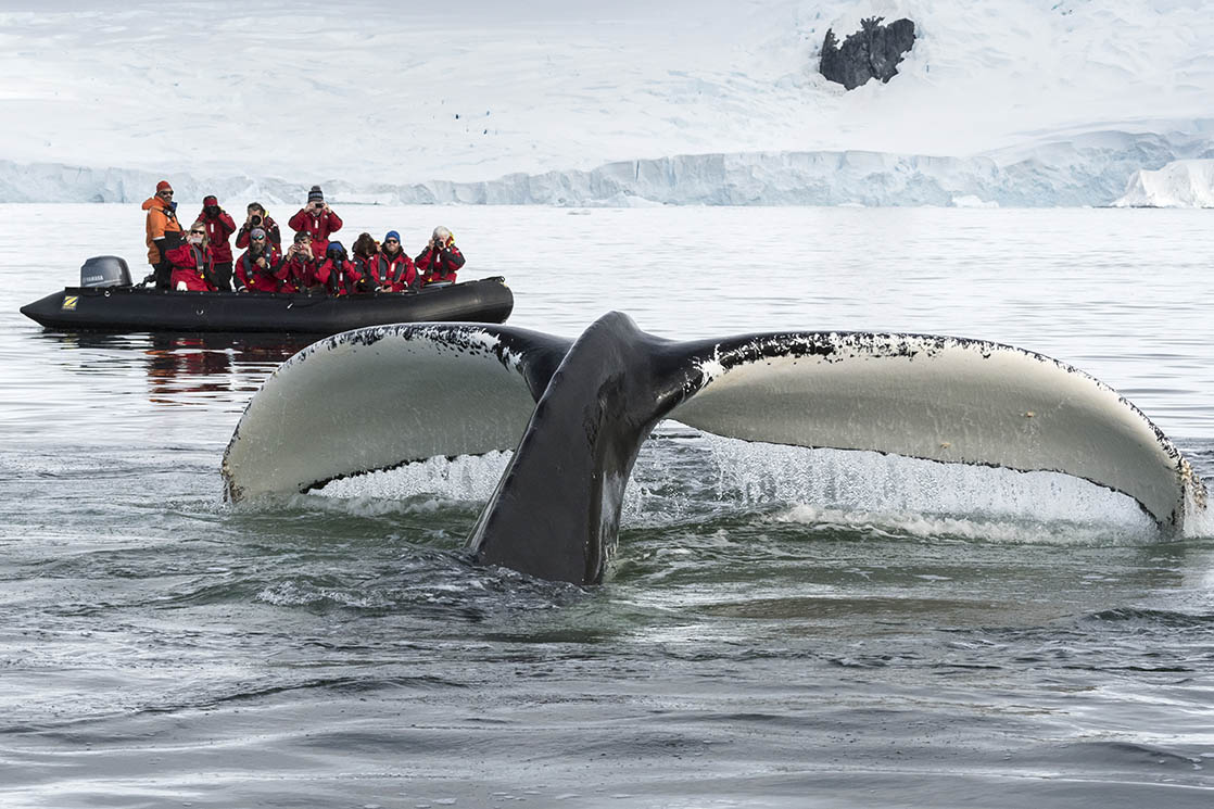 Whale Research in Antarctica | One Ocean Expeditions